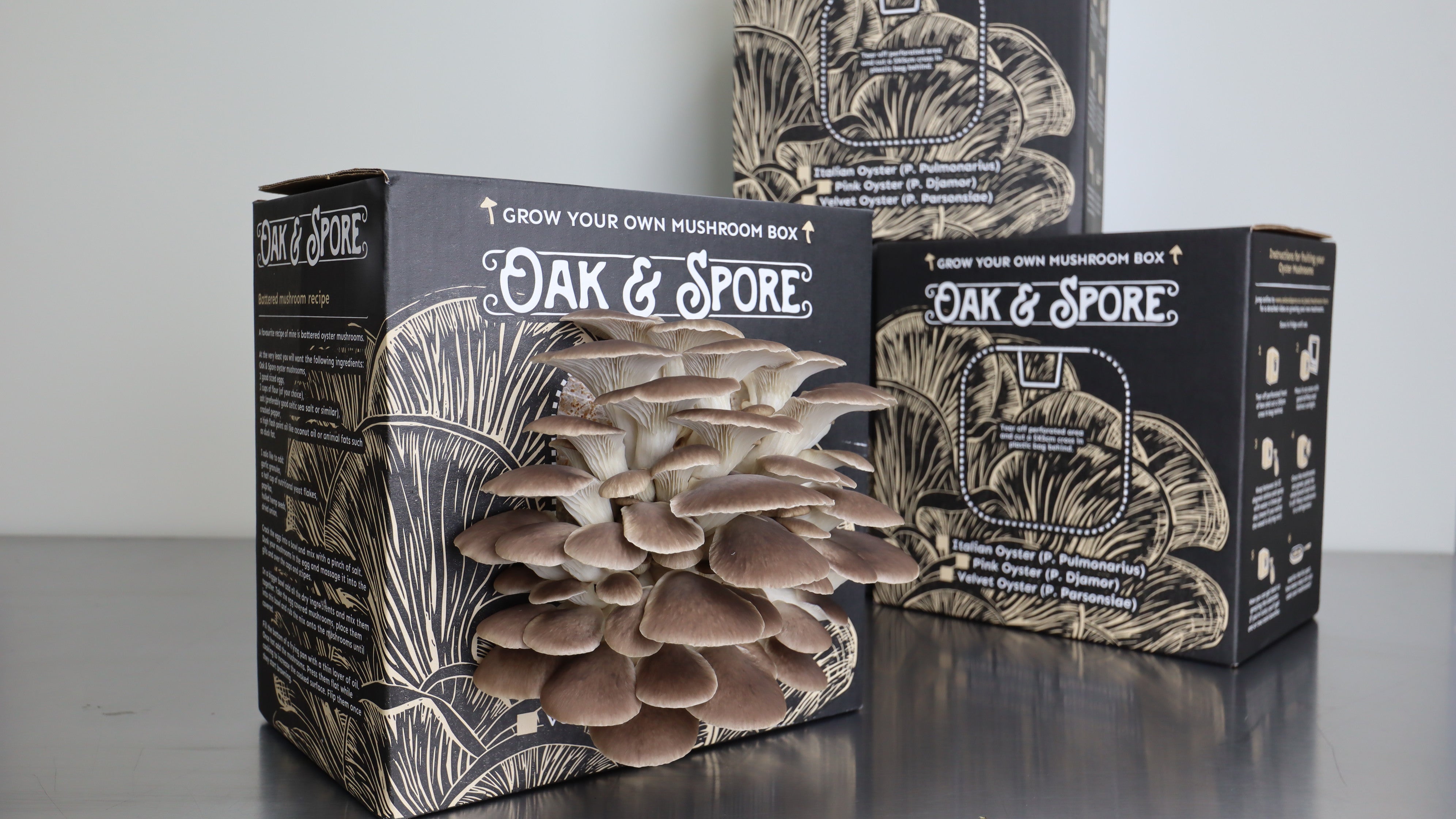 How to Grow Your Mushroom Kit – Oak and Spore