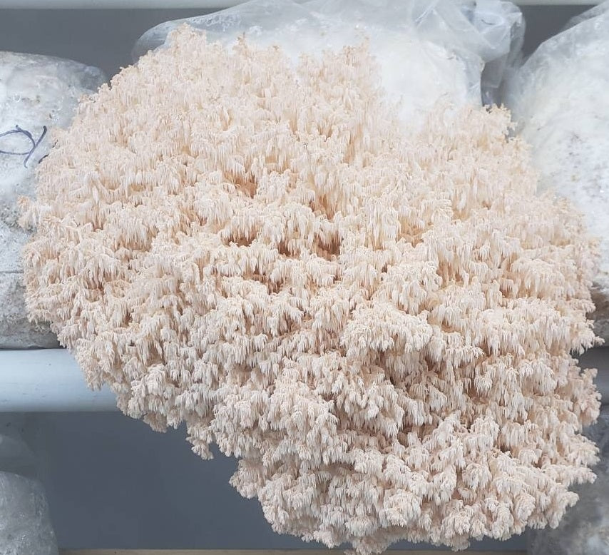New Zealand Lions Mane - The Truth – Oak and Spore