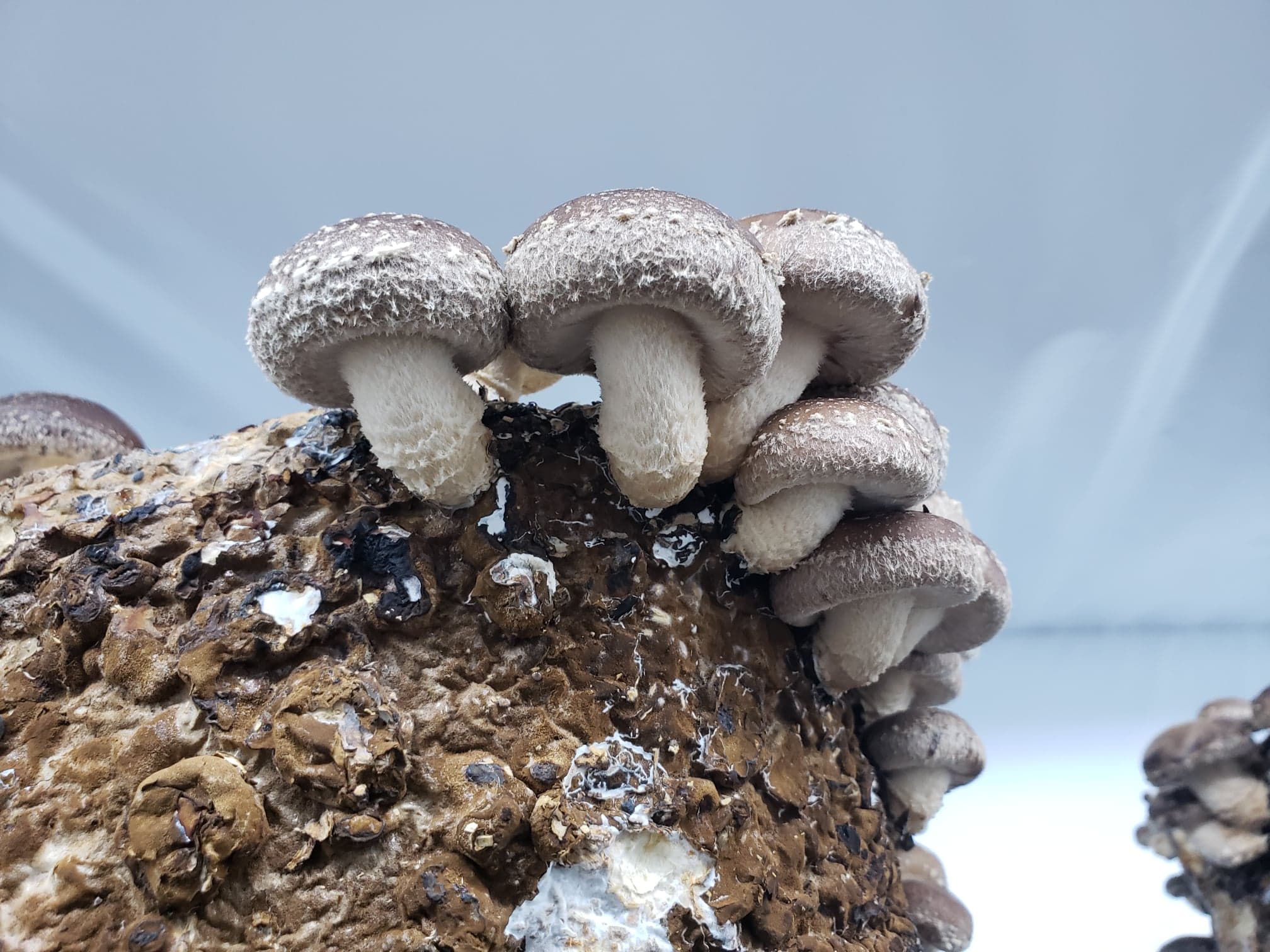 Oak and Spore Mushroom Farm New Zealand